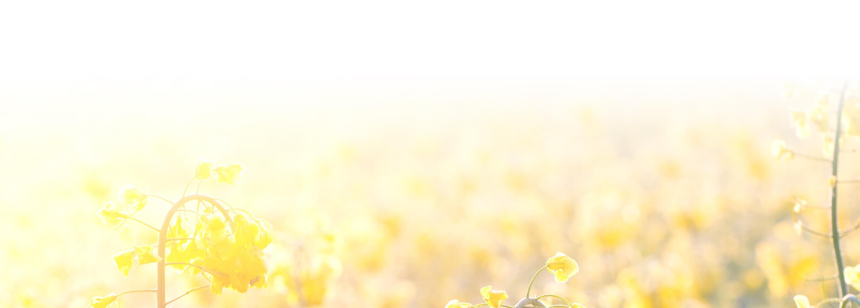 Sun Club Application Ineligible | Green Mountain Energy